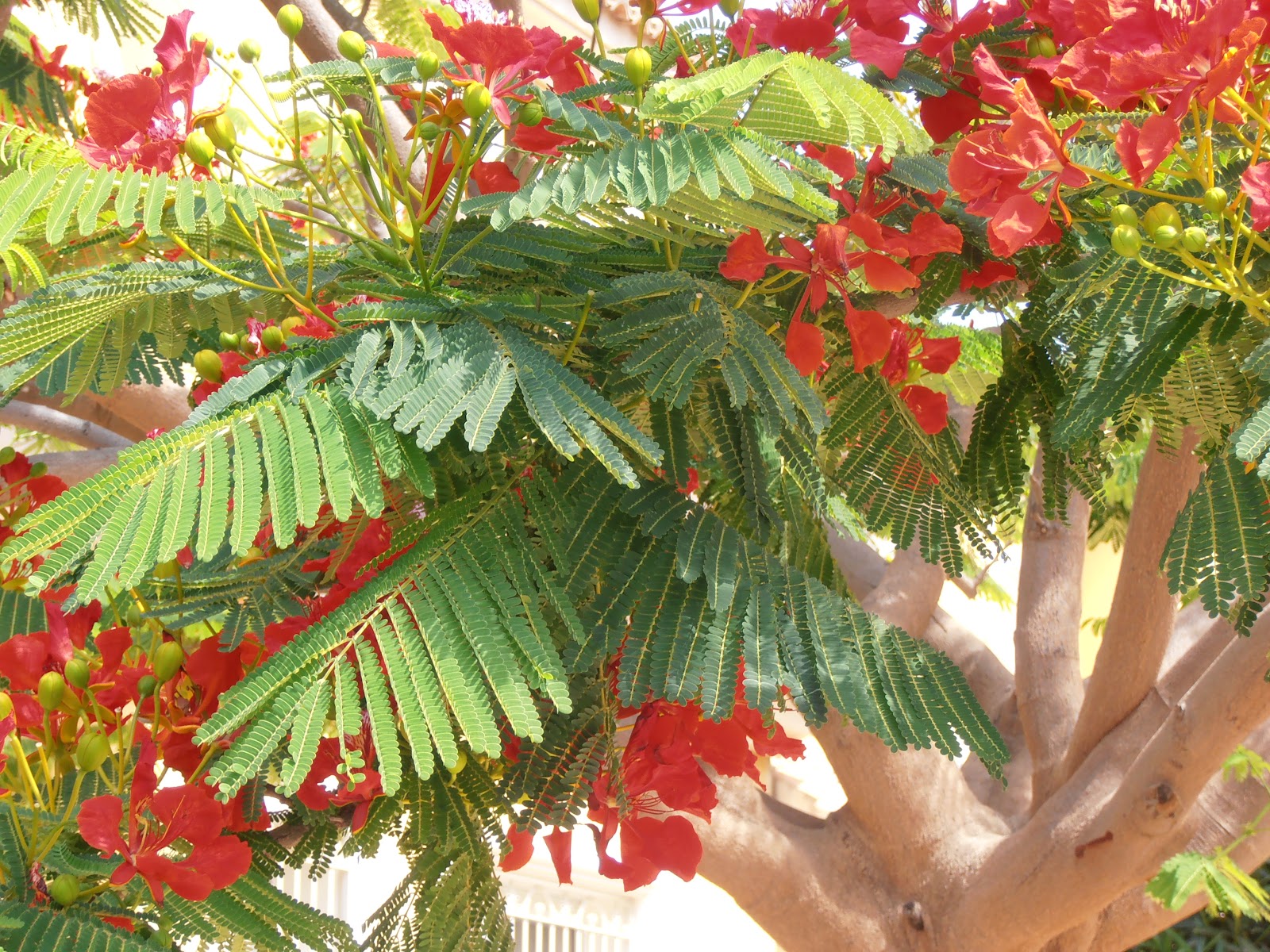 The Flamboyan Tree - Ambarazul, LLC & iTP